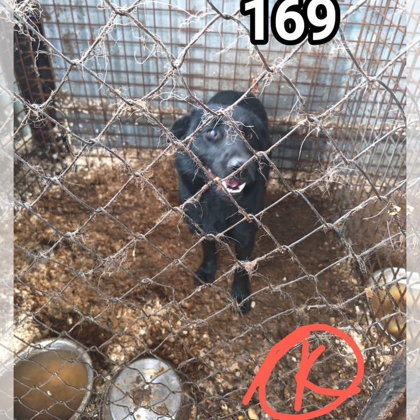 Взрослая собака в добрые руки