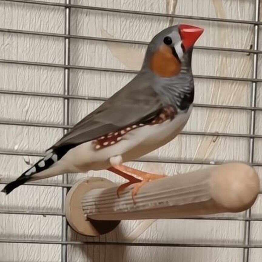 Зебровые амадины - мальчики