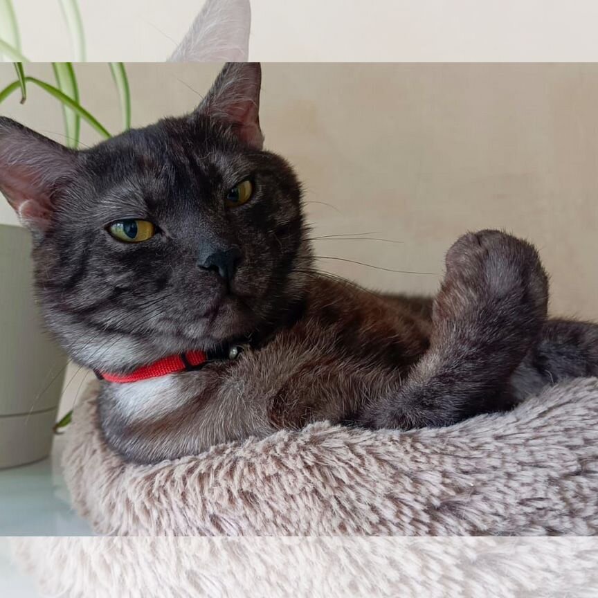 Кото подписка