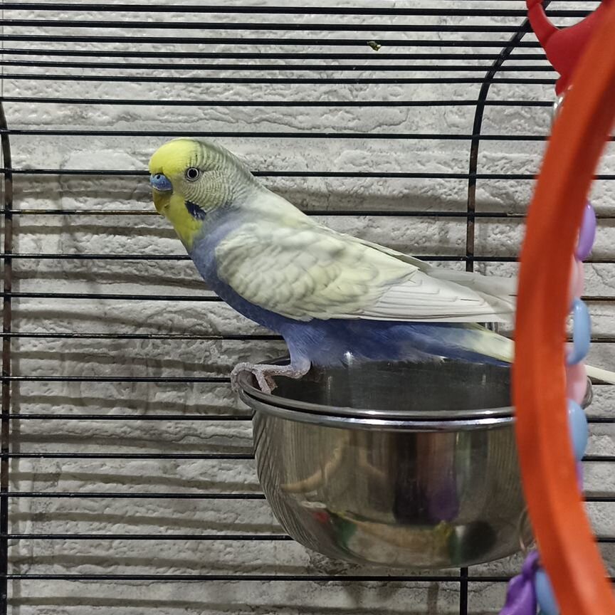 Волнистый попугай с клеткой