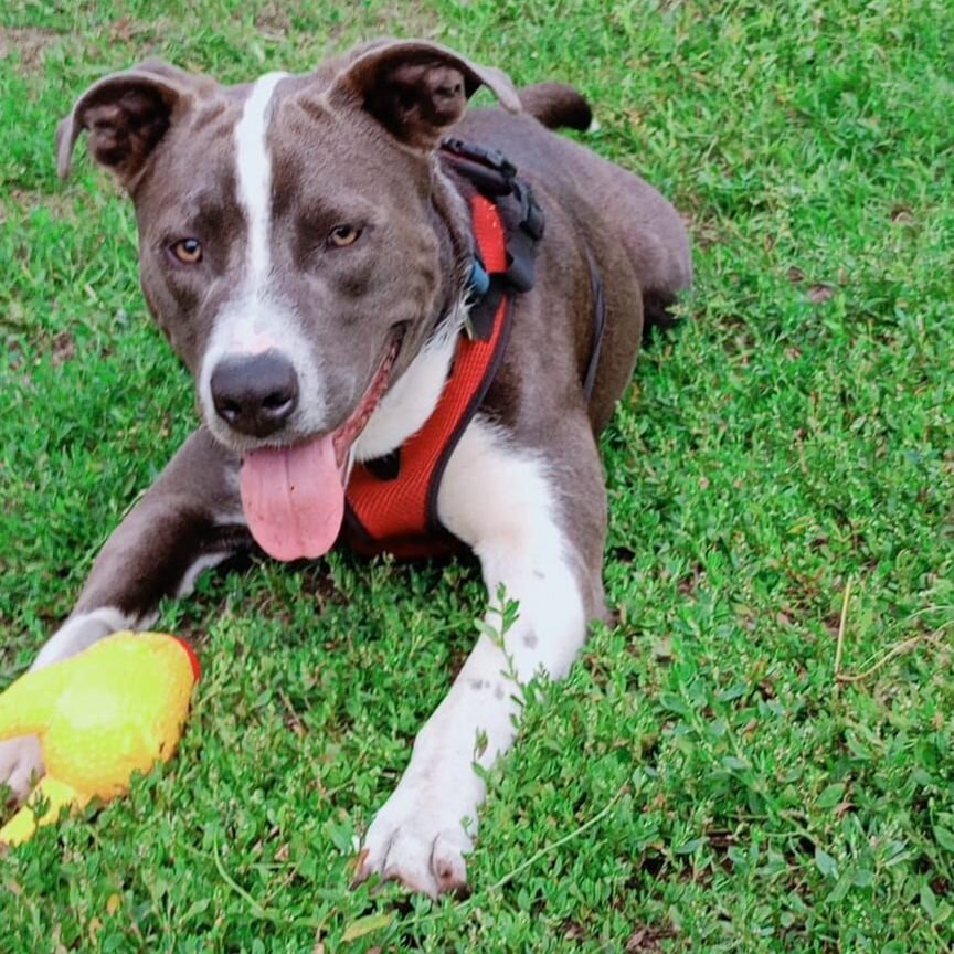 Стаффордширский терьер