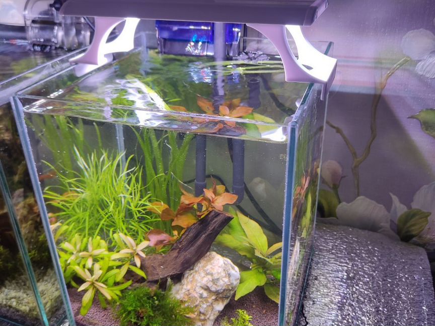 Аквариум для петушка/креветок