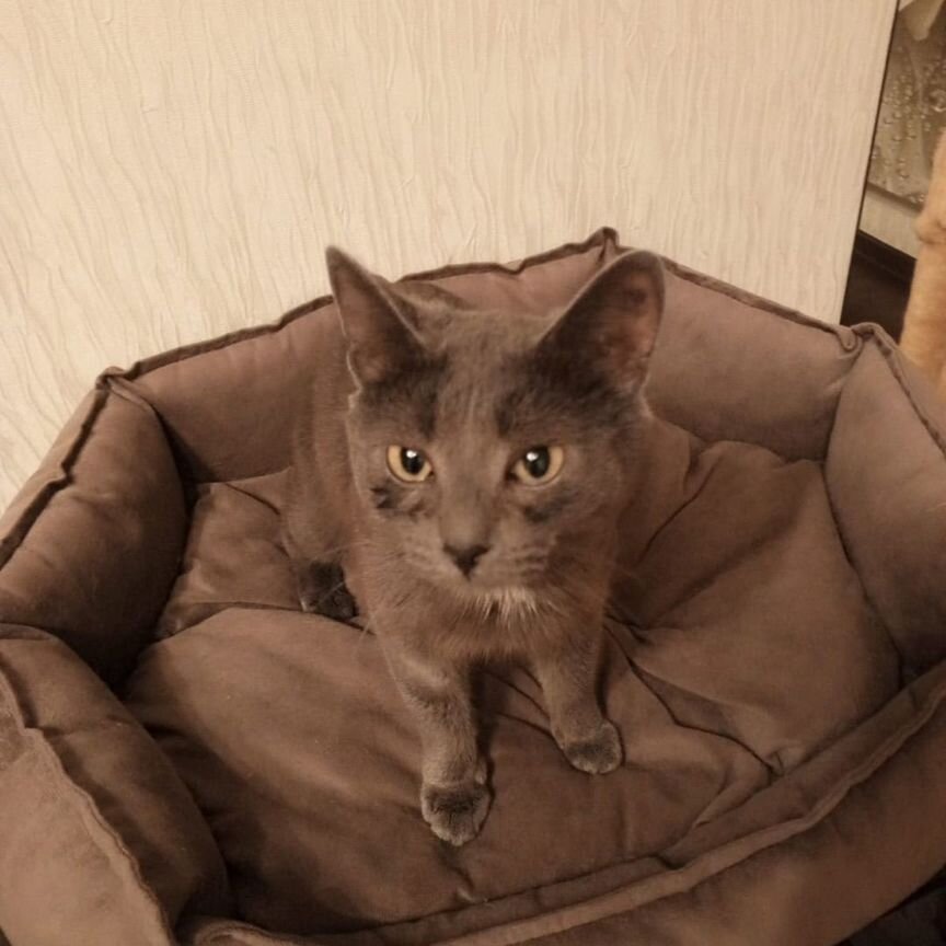 Котики бесплатно