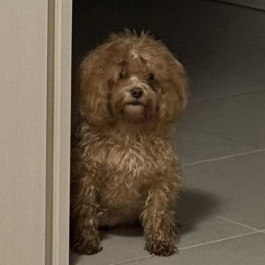 Мальтипу, взрослая собака