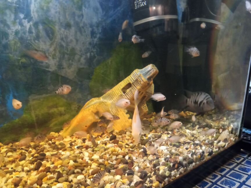 Аквариумные рыбки цихлиды