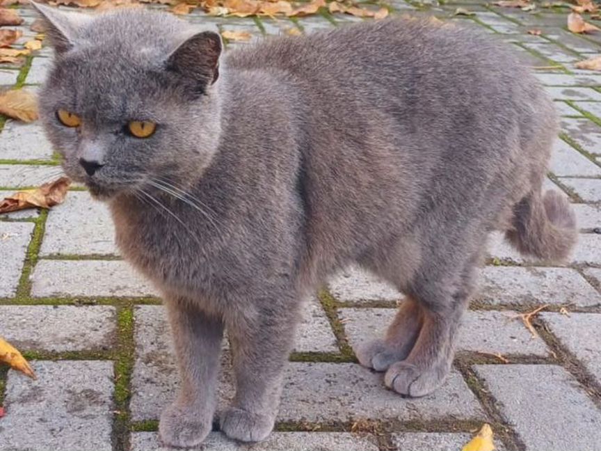Кошке некуда идти, нужен дом