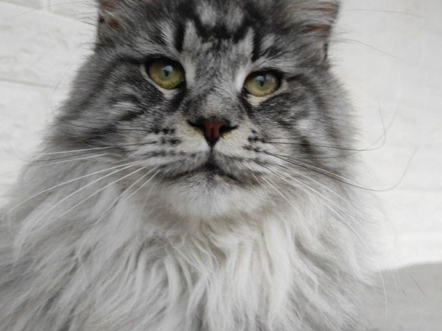 Добряк и весельчак