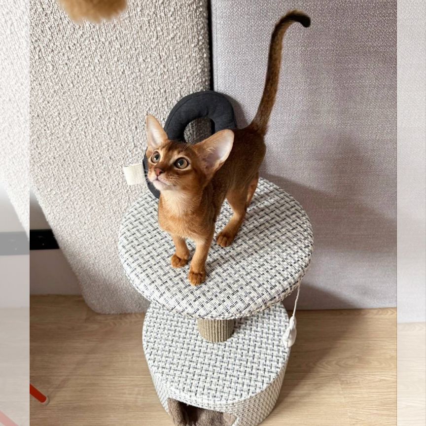 Абиссинский котёнок