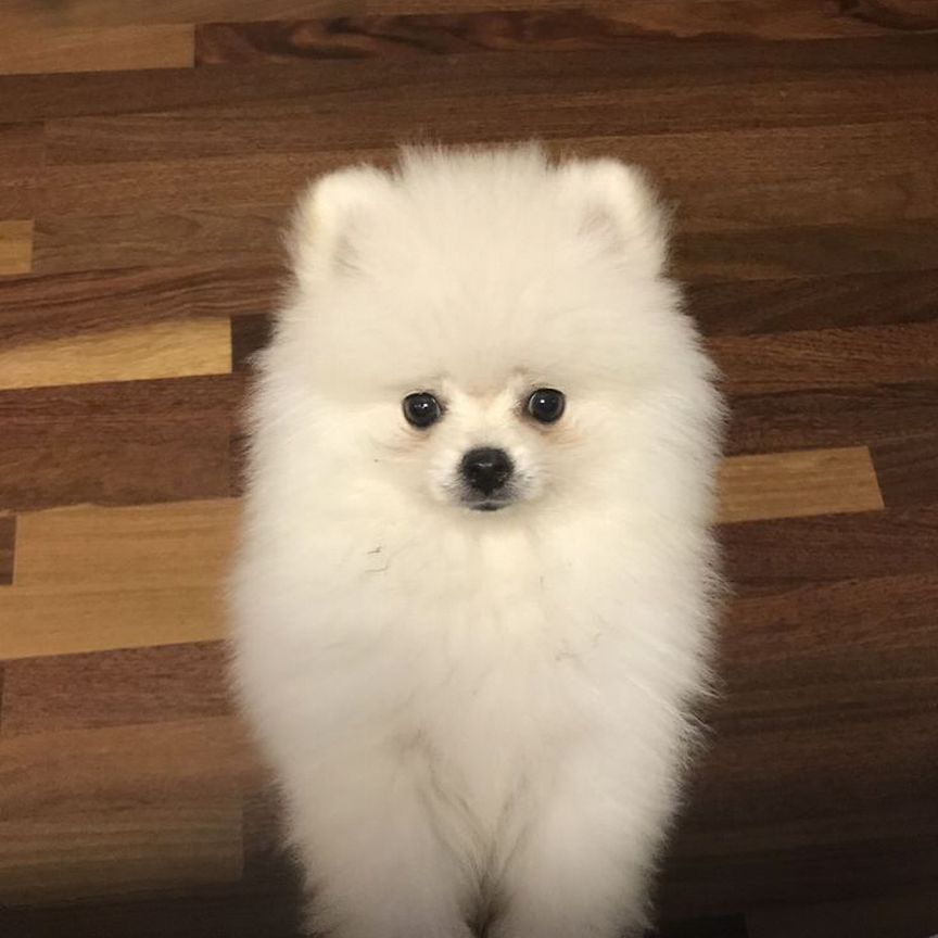 Щенки шпица мини