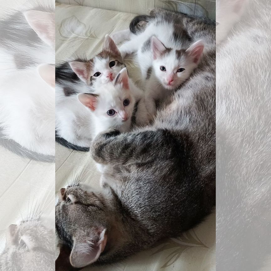 Котёнок в добрые руки