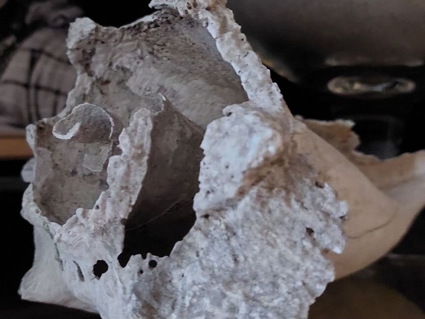 Ракушка со дна Карибского моря