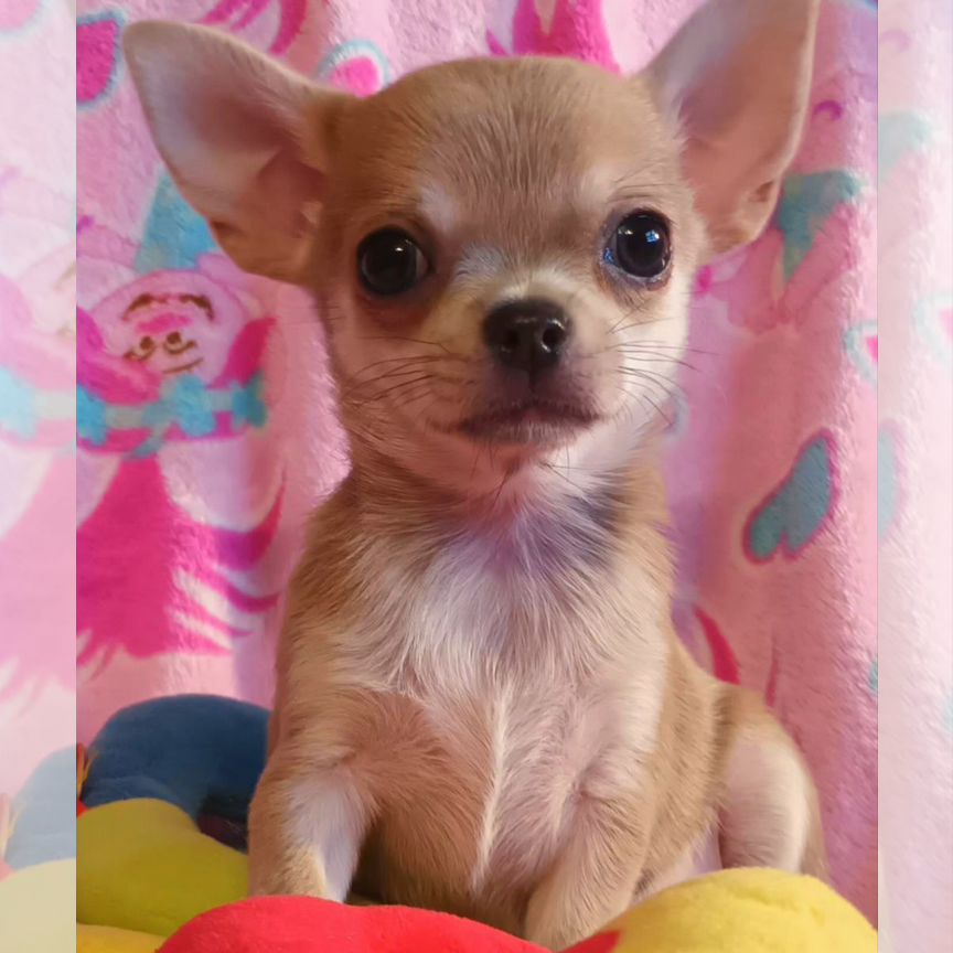 Чихуахуа, щенок