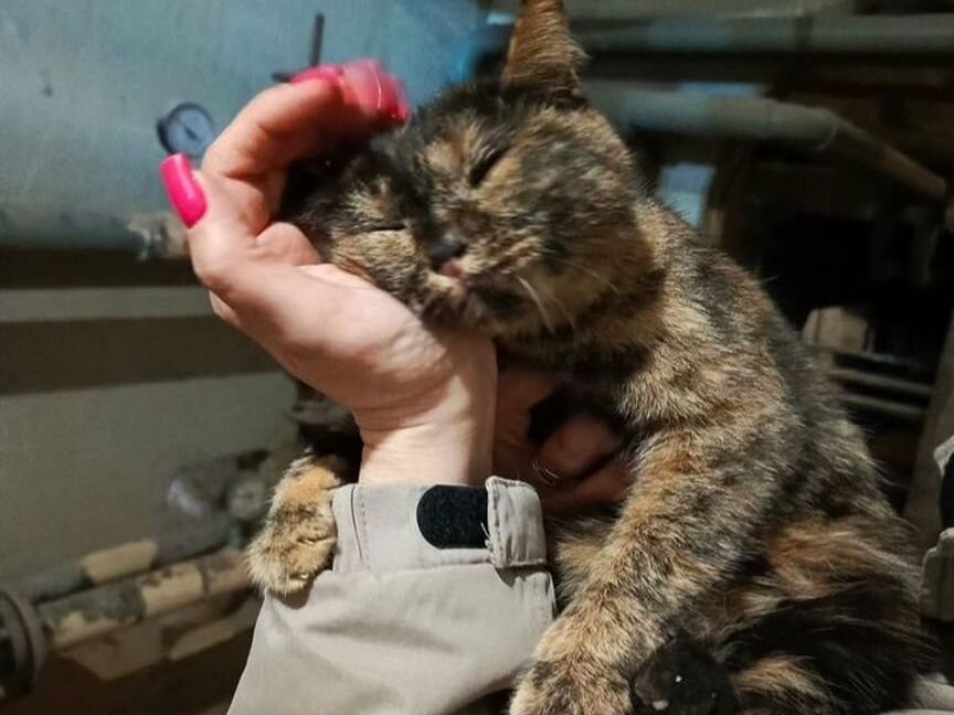 Котенок в добрые руки бесплатно