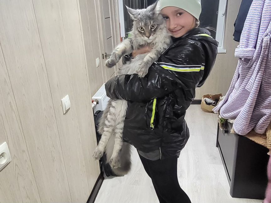 Продаётся Мейн-кун мальчик