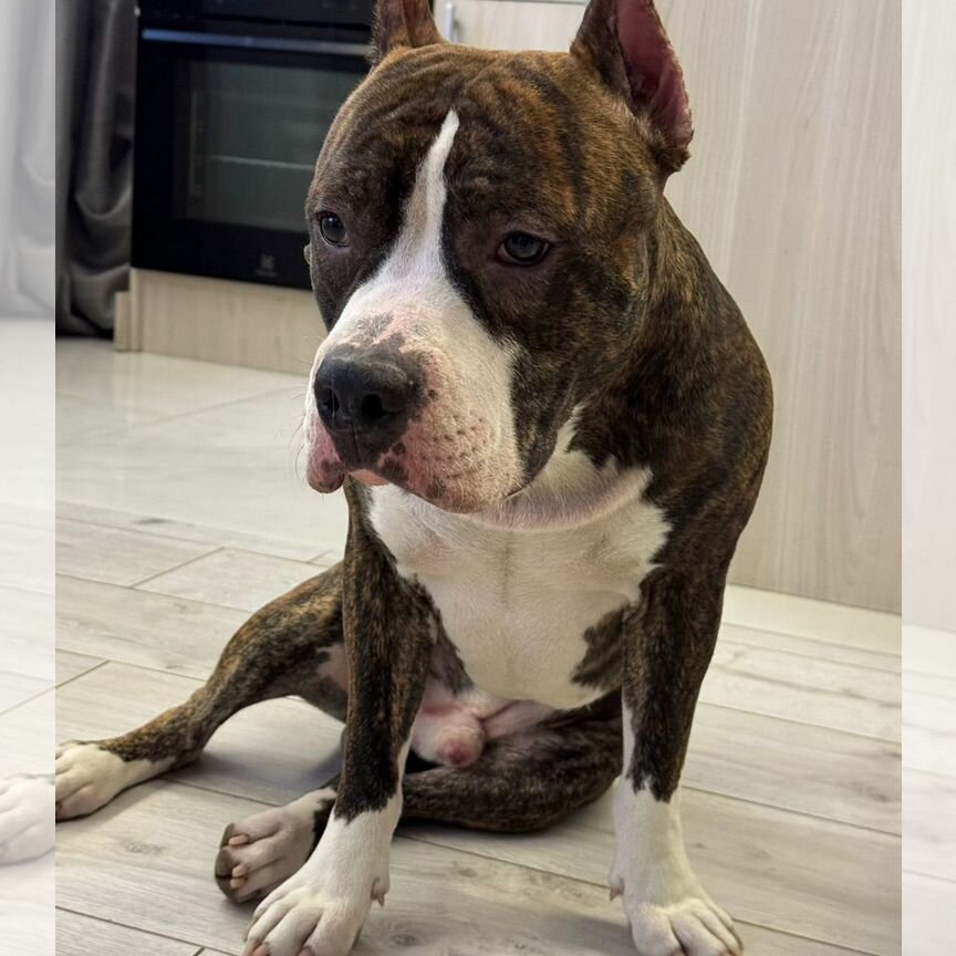 Стаффордширский терьер в добрые руки