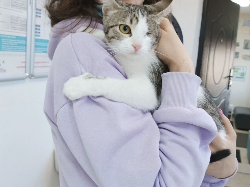 Котенок Мелисса для семьи с детьми