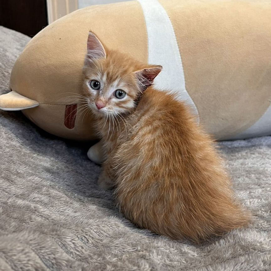 Сибирский котёнок