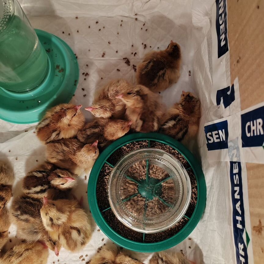 Цыплята кучинская юбилейная