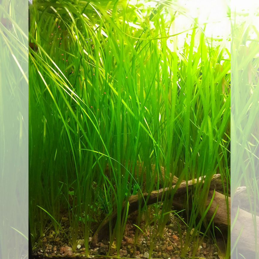 Аквариумное растение валлиснерия