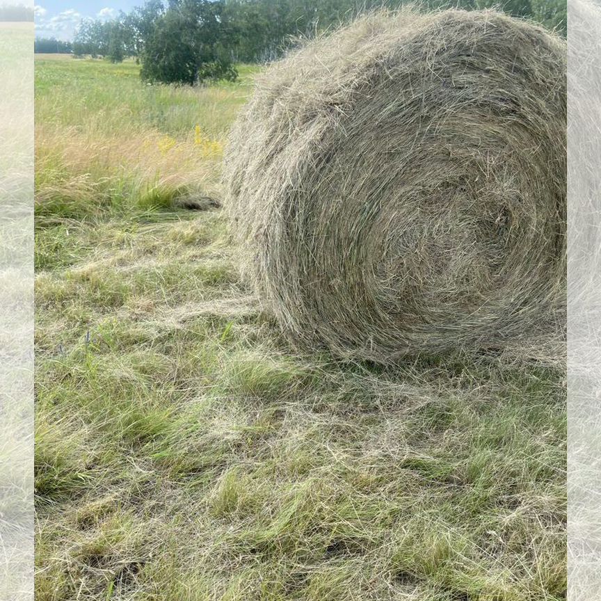Продам сено в рулонах