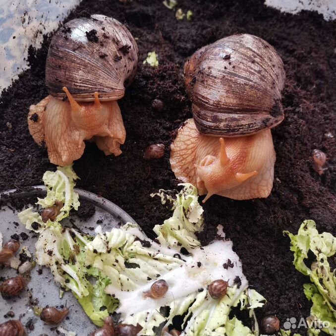 Улитки ахатина детки