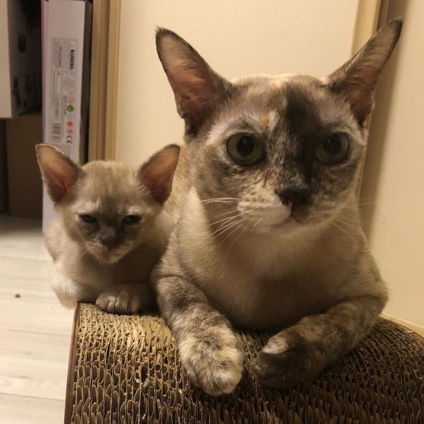 Европейский бурманский котёнок