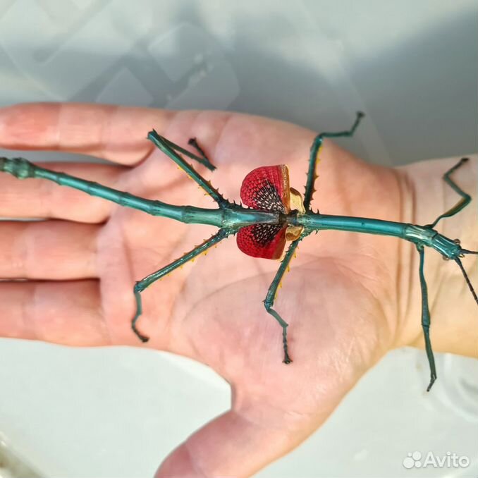 Мадагаскарский палочник яйца