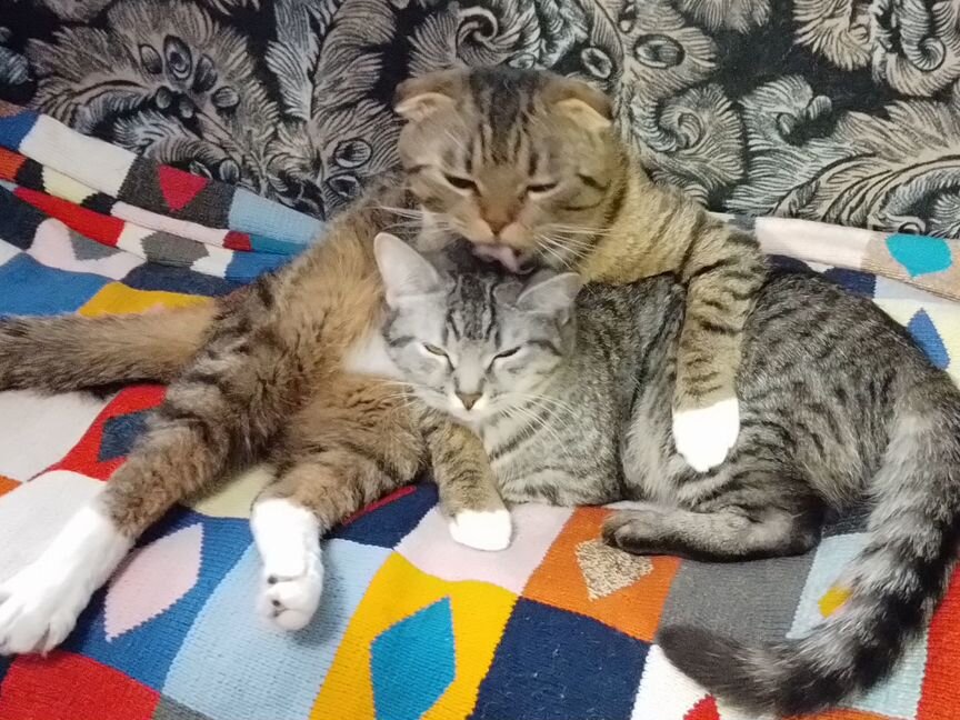 Котята милаши