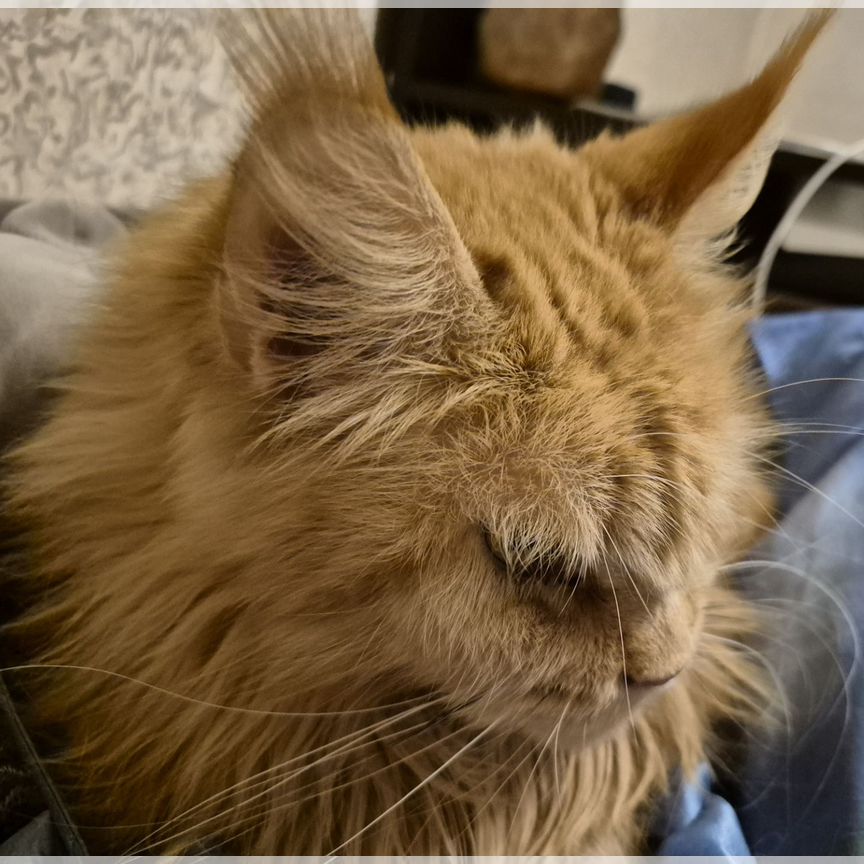 Мейн-кун, взрослая кошка