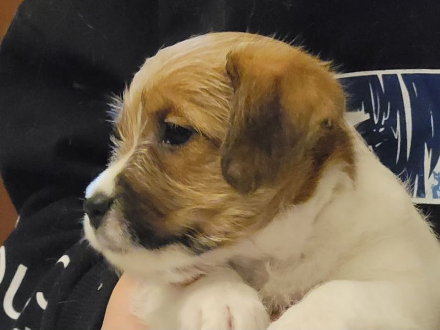 Щенки джек рассел терьер с документами