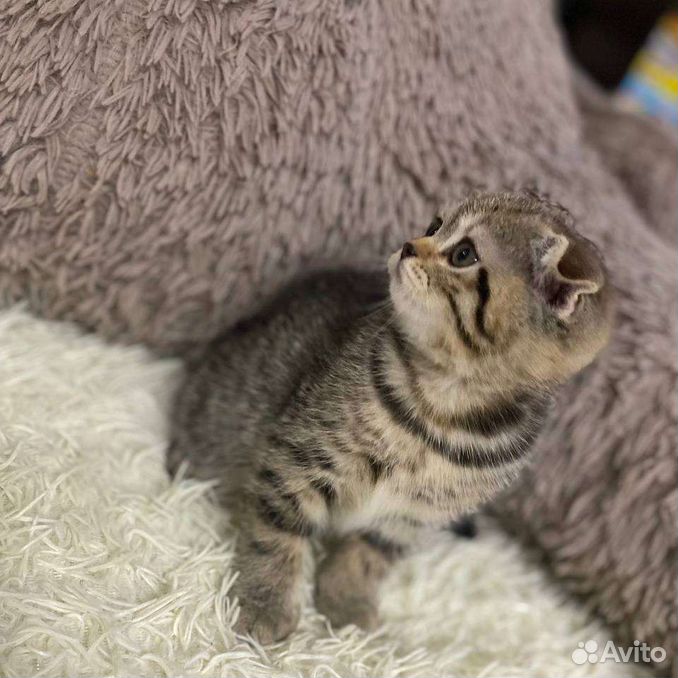 Котята породистые шотландец и британец