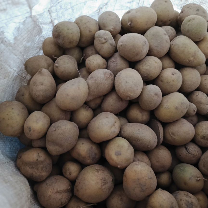 Картофель для скота