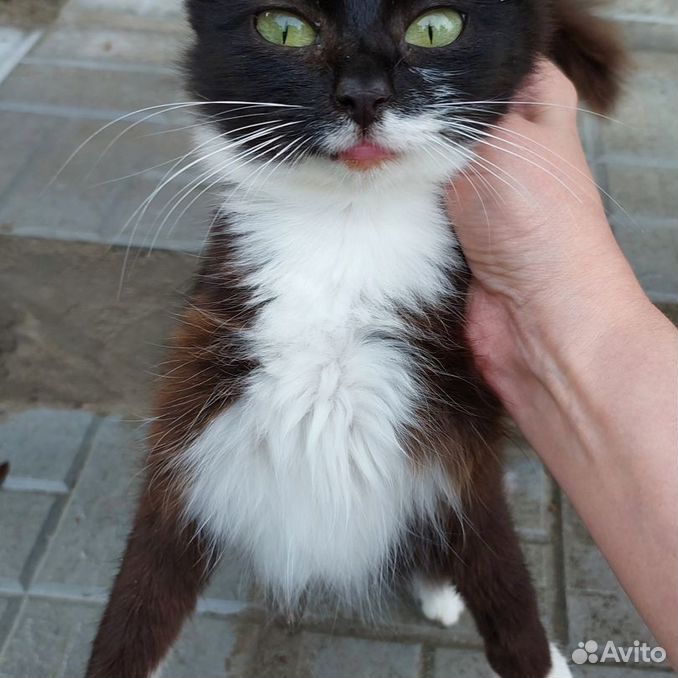 Ласковая кошечка 5-6 месяцев ищет дом