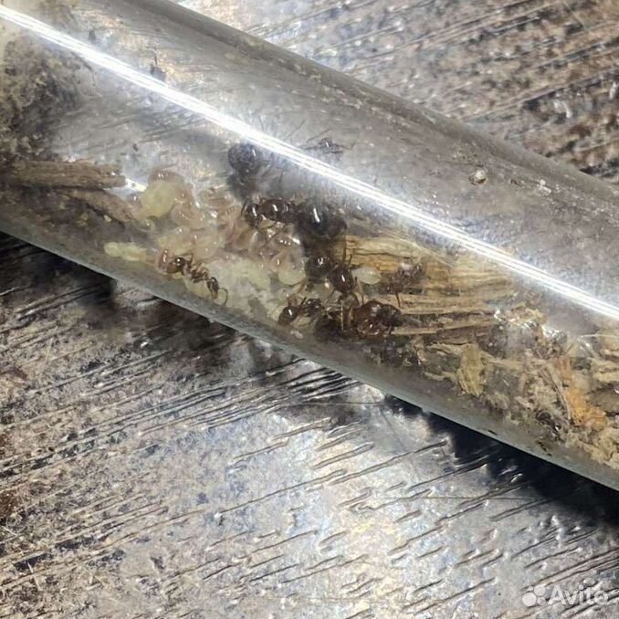 Муравьи aphenogaster subterranea