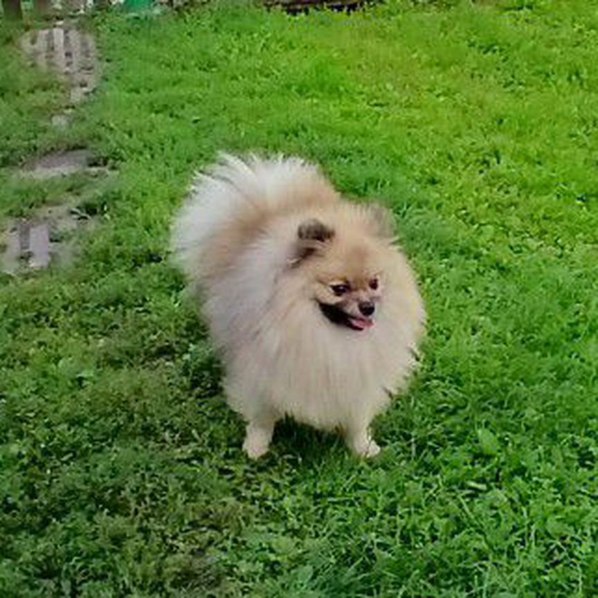 Померанский шпиц мальчик