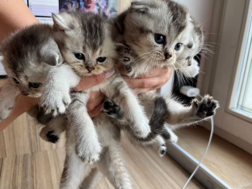 Шотландские котята