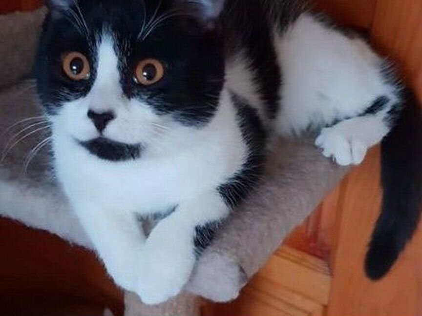 Кошенька Зайка ищет своих хозяев