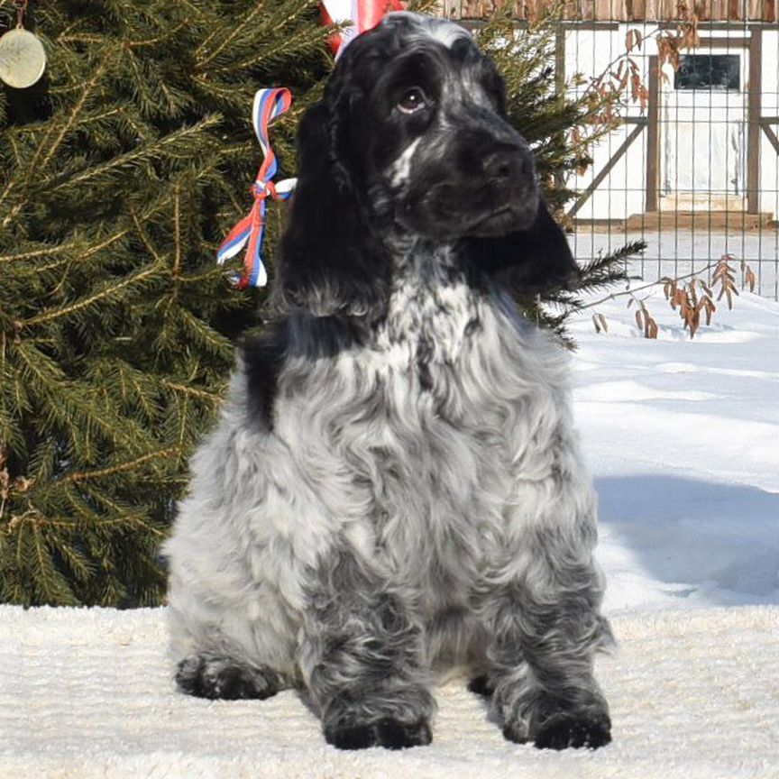Английский кокер спаниель