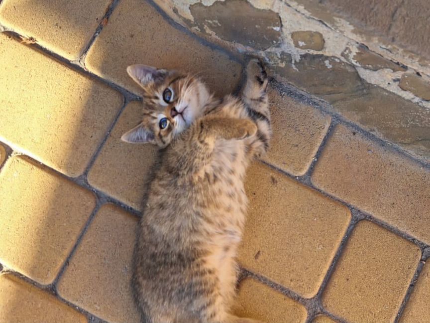Кошки в добрые руки бесплатно