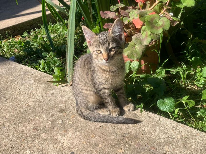 Котятки в дар
