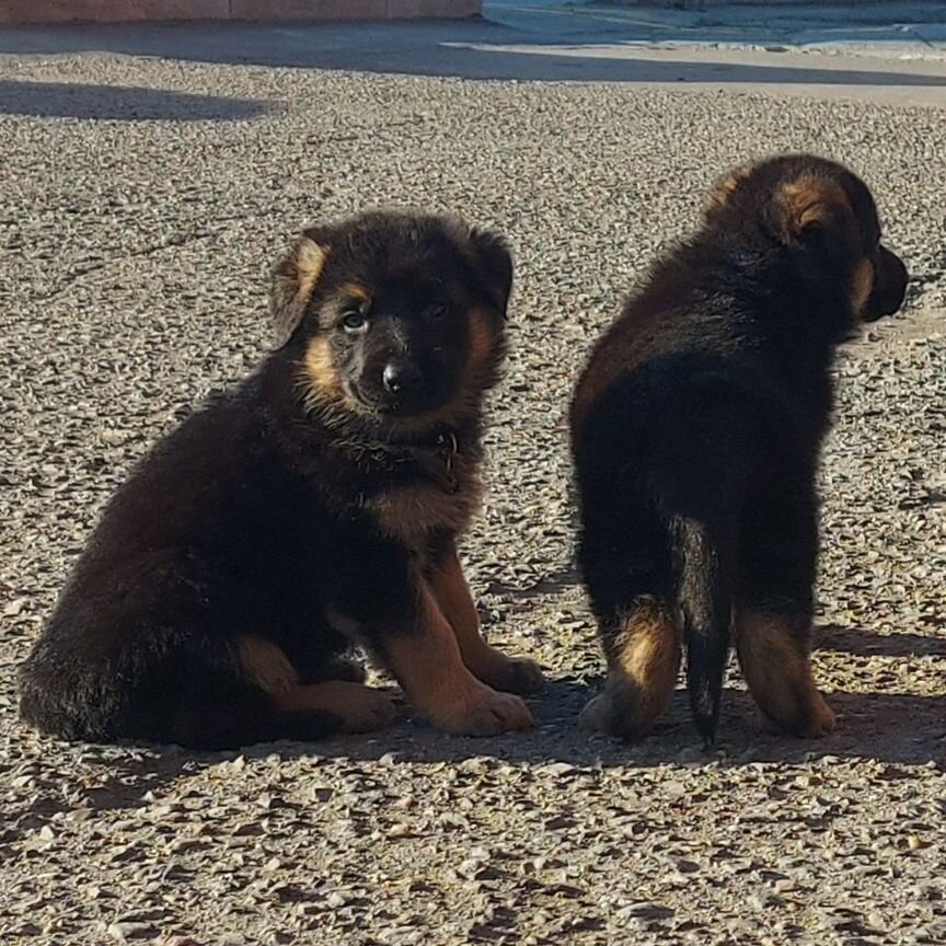 Немецкая овчарка, щенок