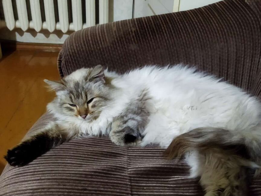 Кошка, порода "бирманская"