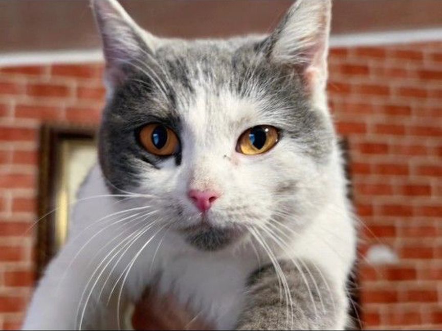 Кошка в добрые руки