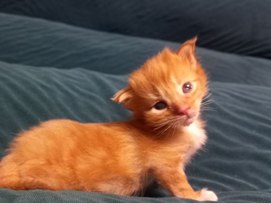 Кошки мейн-кун