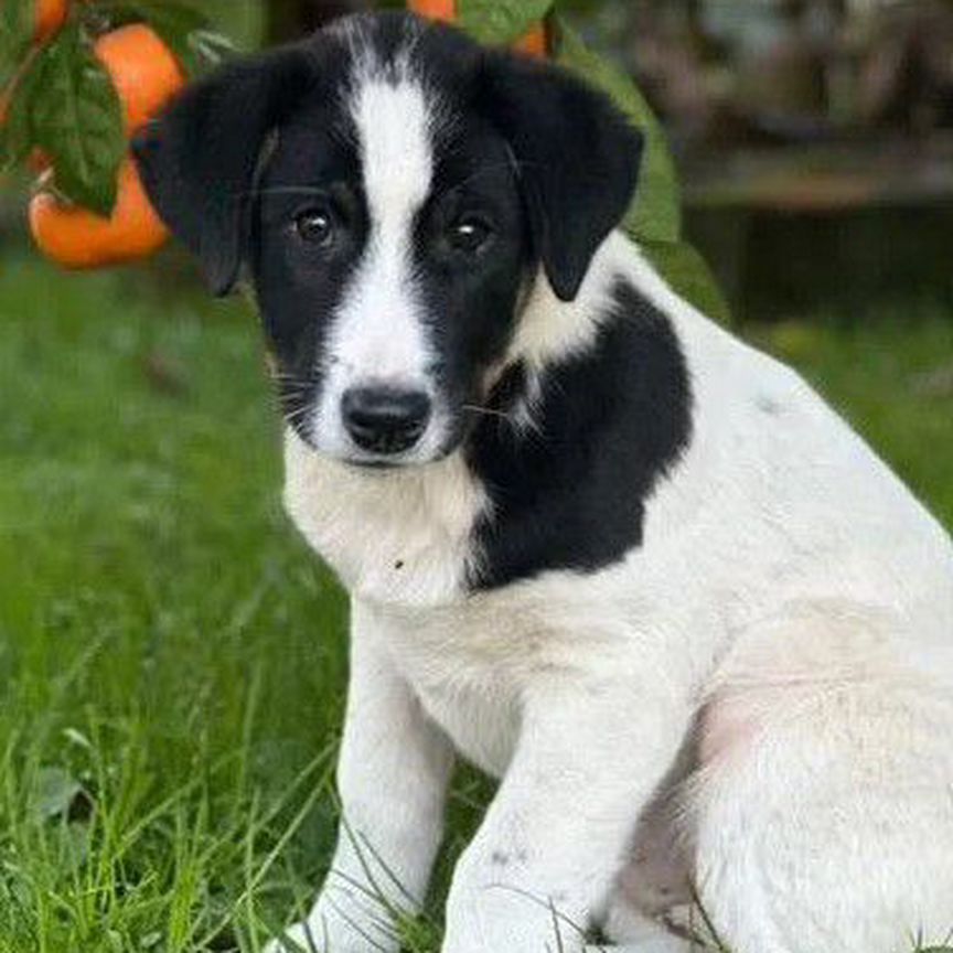 Щенок в добрые руки