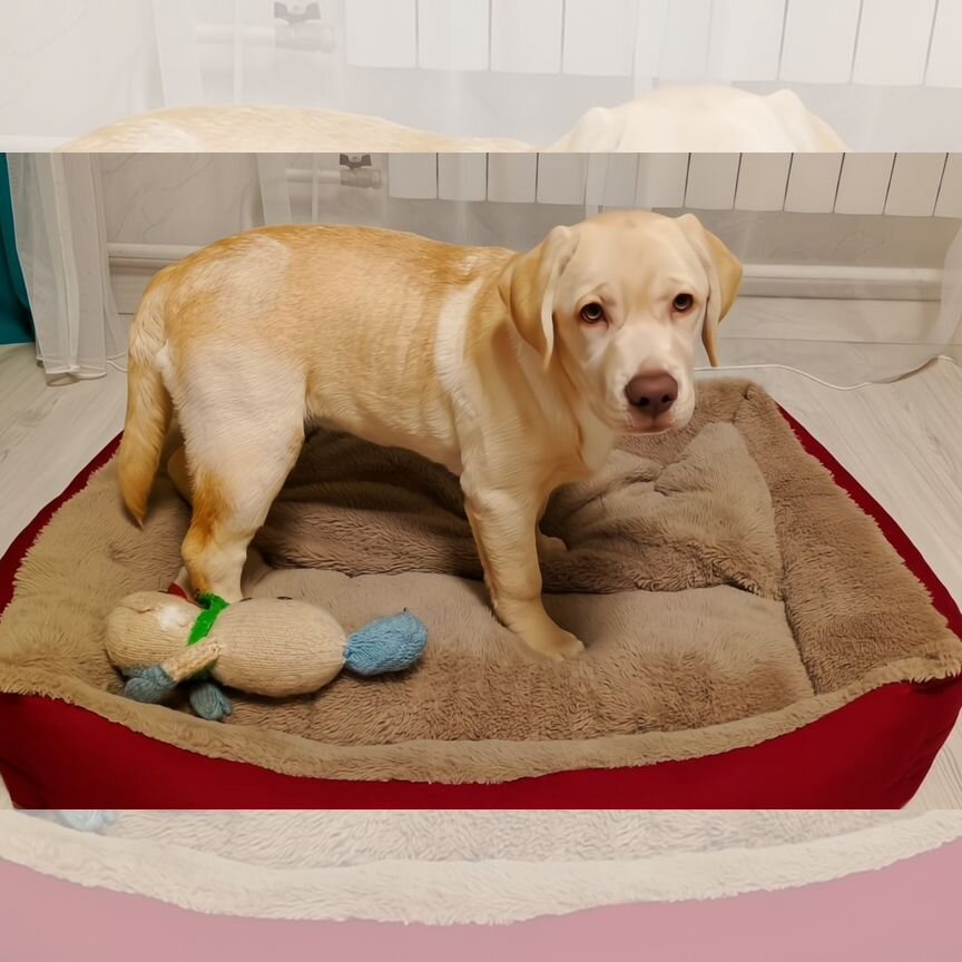 Лабрадор-ретривер, щенок