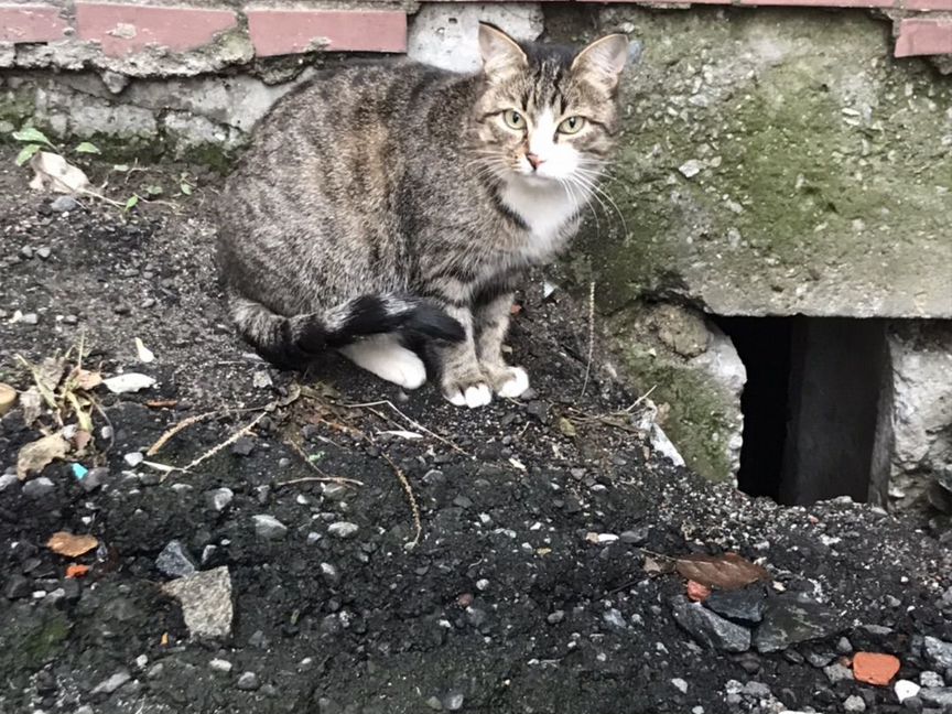 Кошка беременная