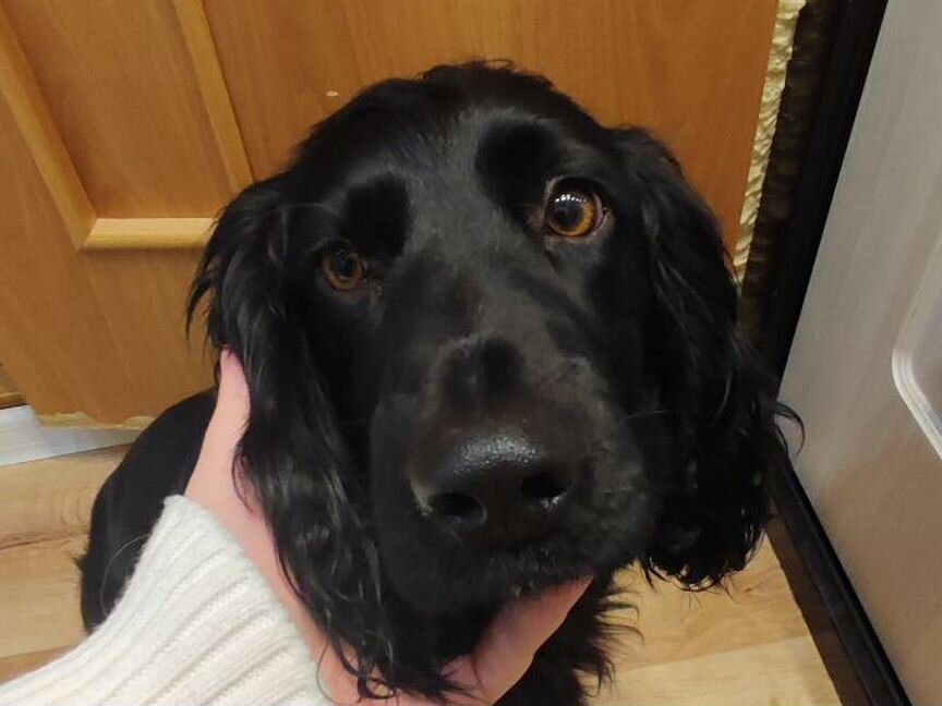 Найдена собака спаниель