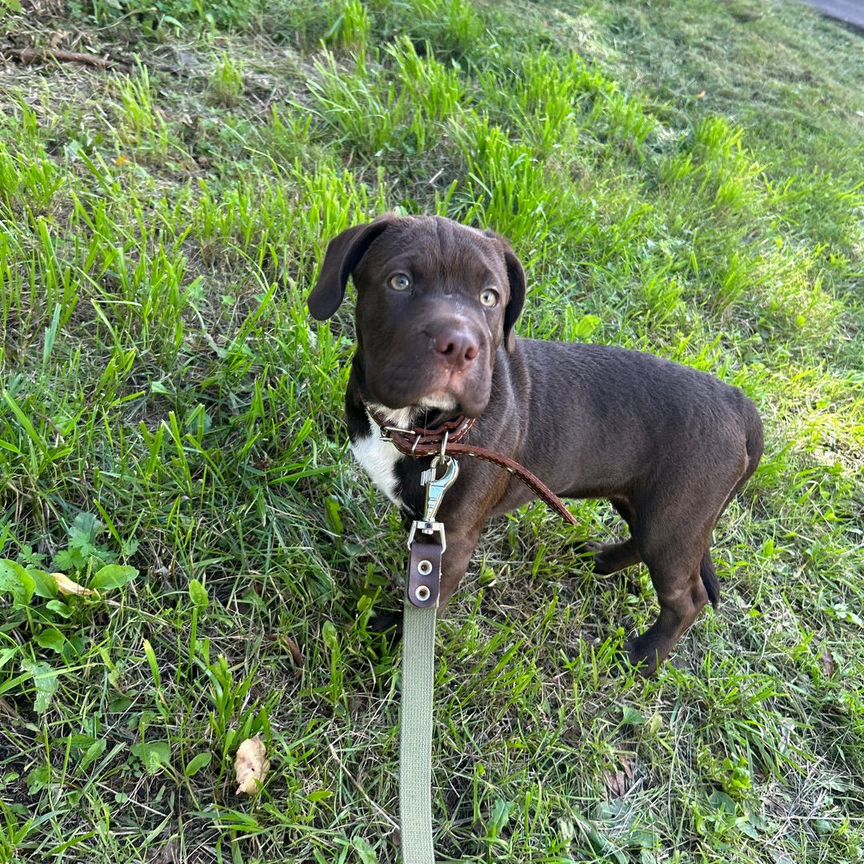 Американский стафорд