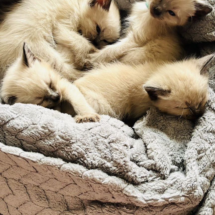 Продам котят, только в заботливые руки